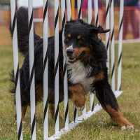 HELP - PawPrint Trials