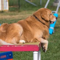 HELP - PawPrint Trials