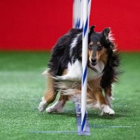 HELP - PawPrint Trials